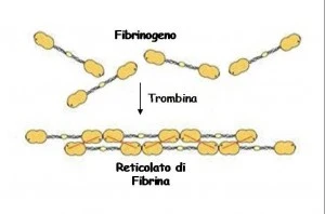 Fibrinogeno : (Molfetta)