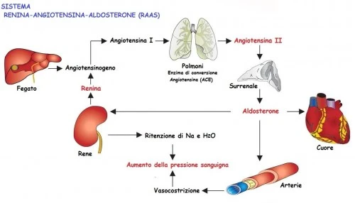 Sistema Renina-Angiotensina-Aldosterone (RAAS) : (Molfetta)